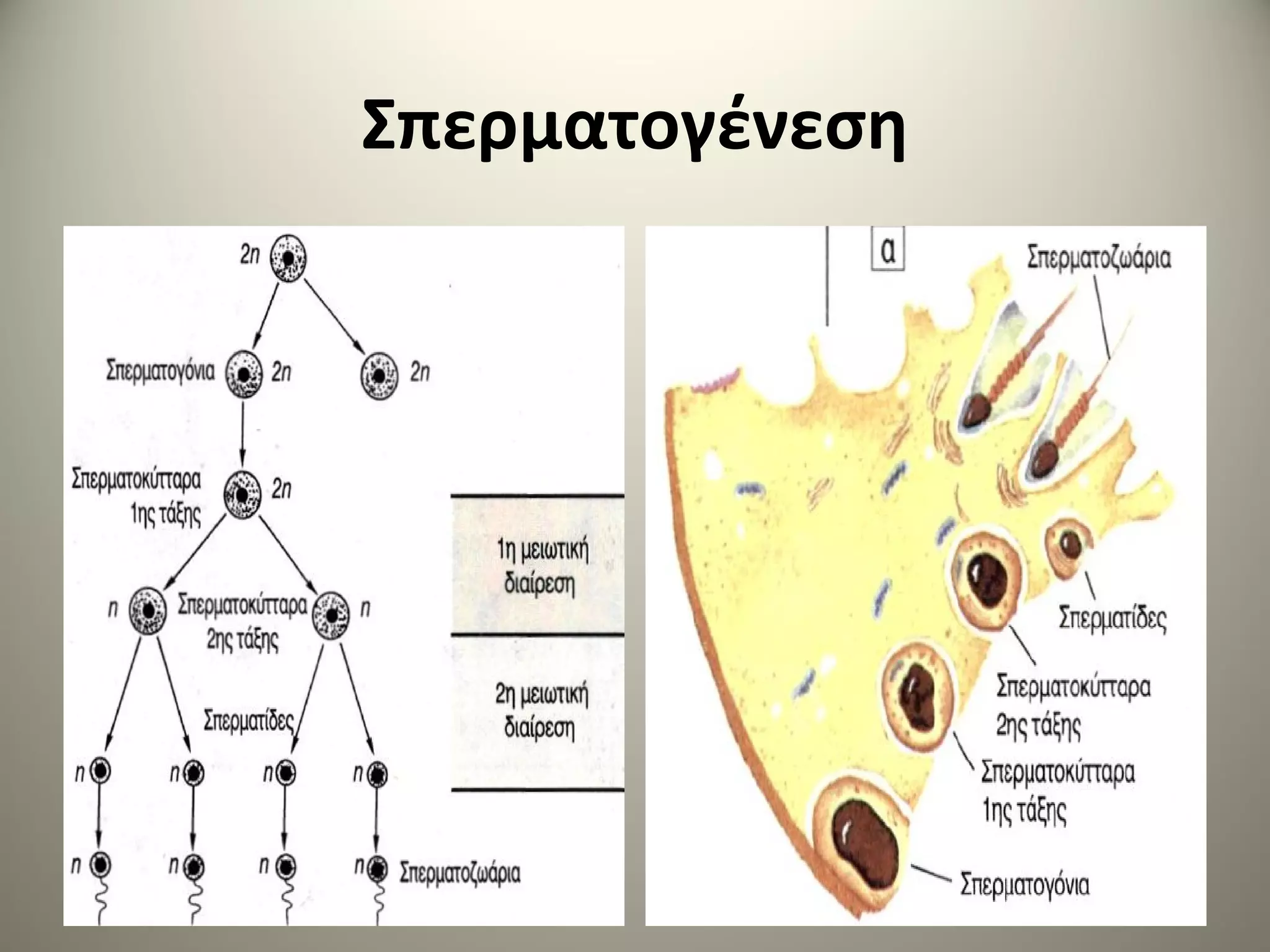 αναπαραγωγικο συστημα | PPT