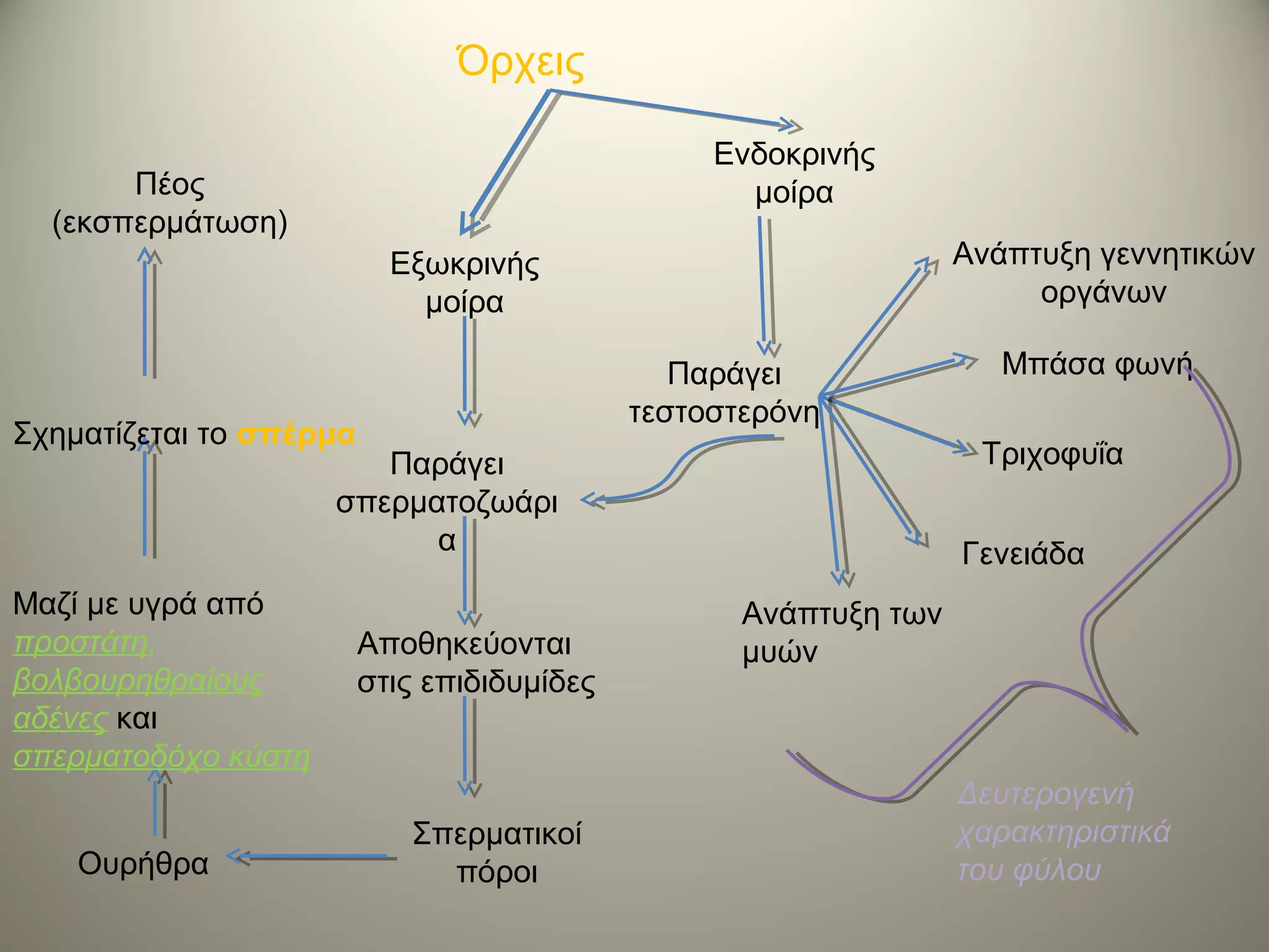 αναπαραγωγικο συστημα | PPT
