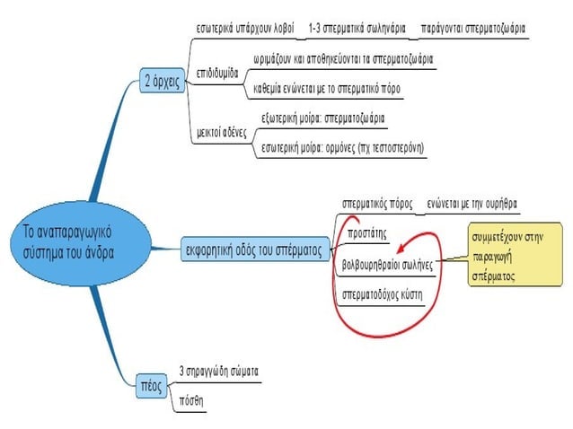 αναπαραγωγικο συστημα | PPT
