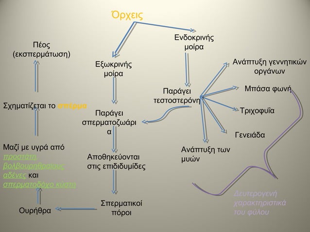 αναπαραγωγικο συστημα | PPT