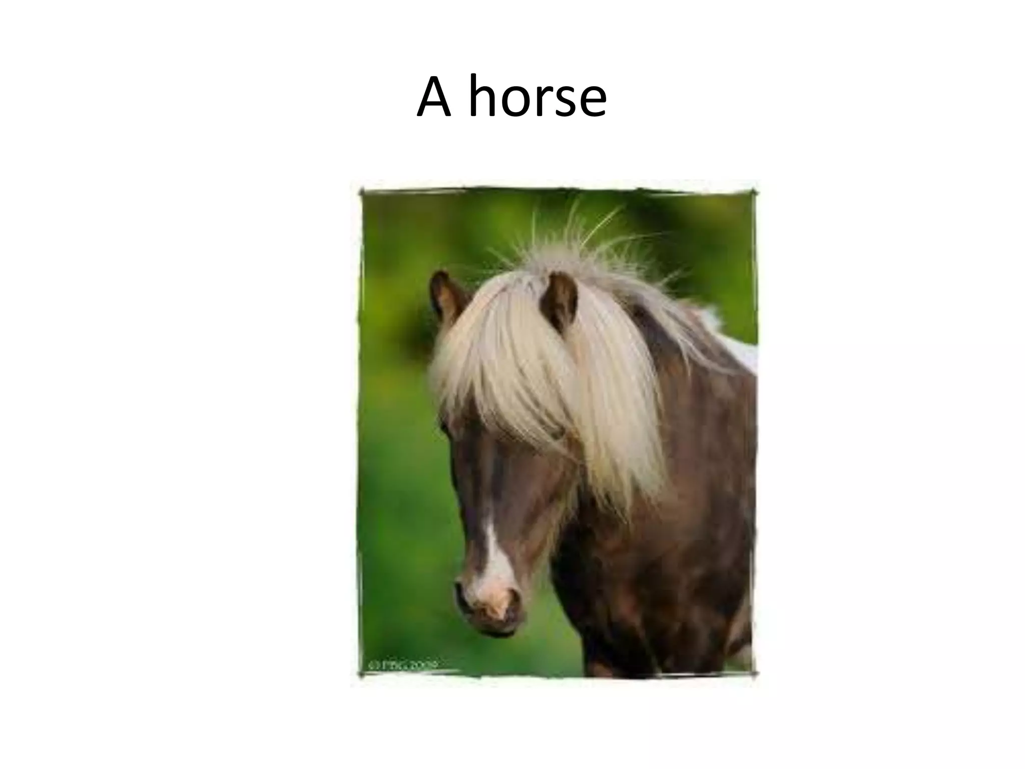 Farm Animals | PPT