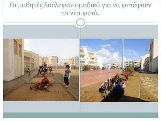 δεντροφυτευση στην αυλη του σχολειου | PPTX