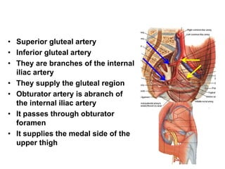 NEUROVASCULAR SUPPLY OF GLUTEAL REGION | PPTX | Death, Injury, or Military Conflict | Sensitive ...