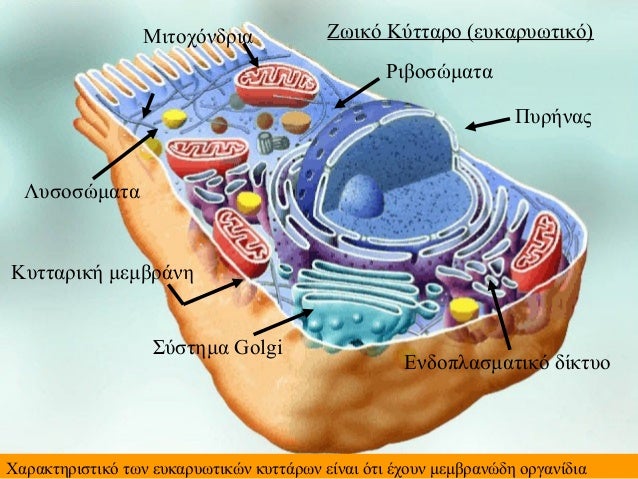 Kυτταρικη δομη - Γ Γυμνασίου 2015-16