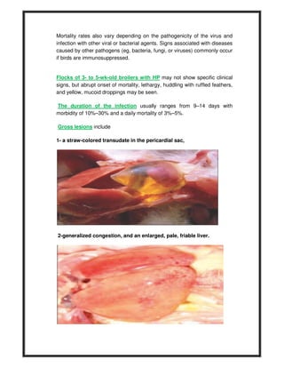 .الإلتهاب الكبدي ذات الأجسام الإحتوائية في دجاج اللاحم | PDF