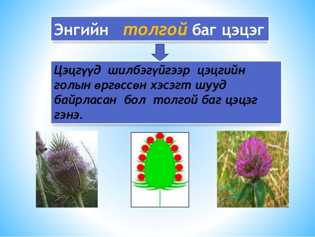 баг цэцэг түүний хэлбэрүүд