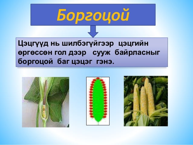 баг цэцэг түүний хэлбэрүүд