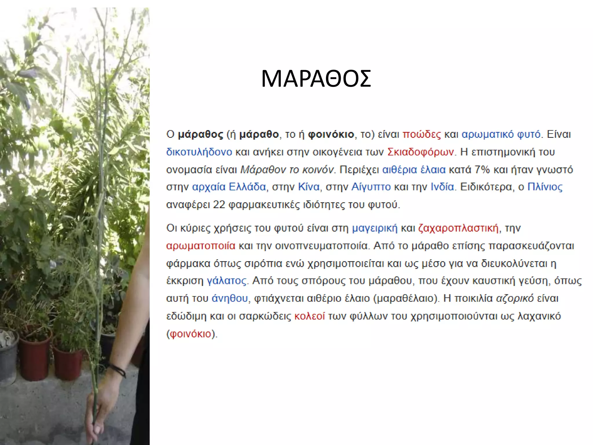 αρωματικα φυτα | PPTX