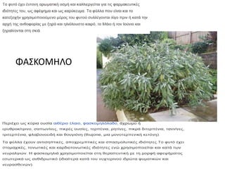 αρωματικα φυτα | PPTX