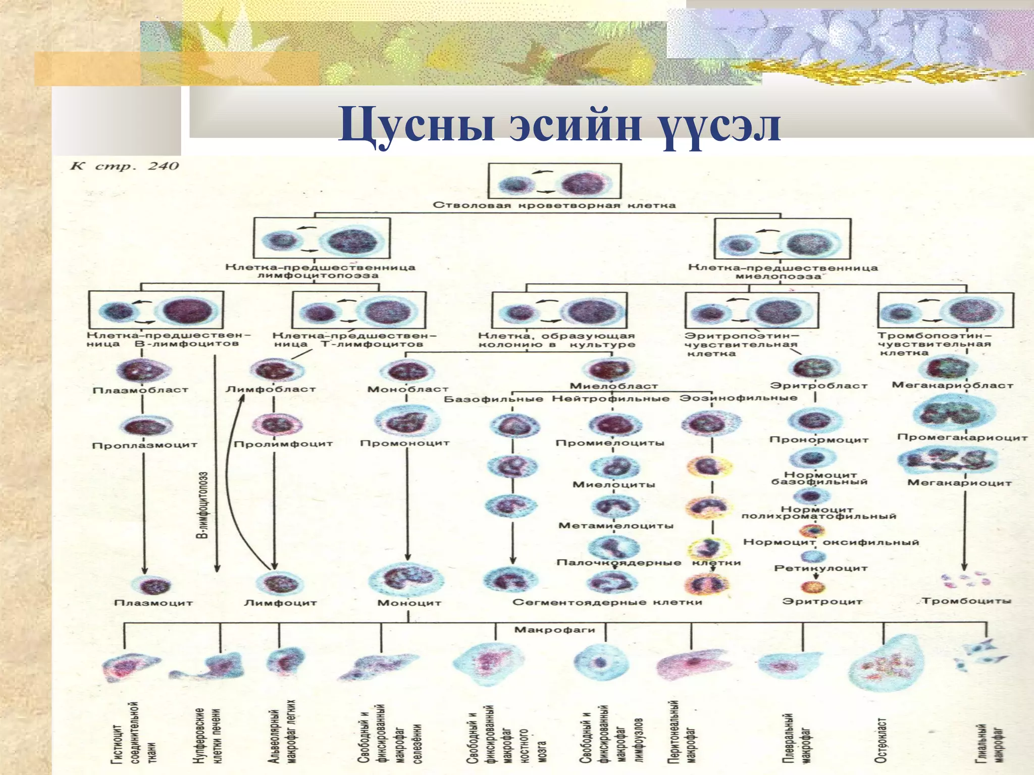 зүрх судас цусны онцлог Ppt