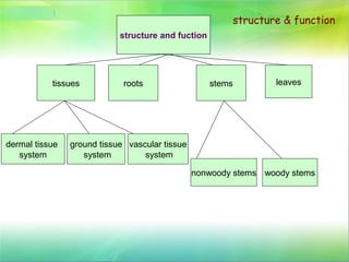 Plant Structure And Function Diagram