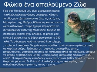 φωκια | PPT