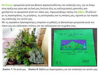 Αρωματικά φυτά και βότανα | ODP