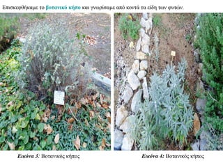 Αρωματικά φυτά και βότανα | ODP