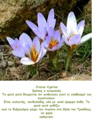 Ενδημικά και σπάνια φυτά της Κύπρου - Επιστήμη Δ' τάξης | PPTX