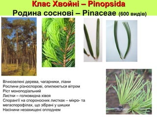 лекція голонасінні | PPT