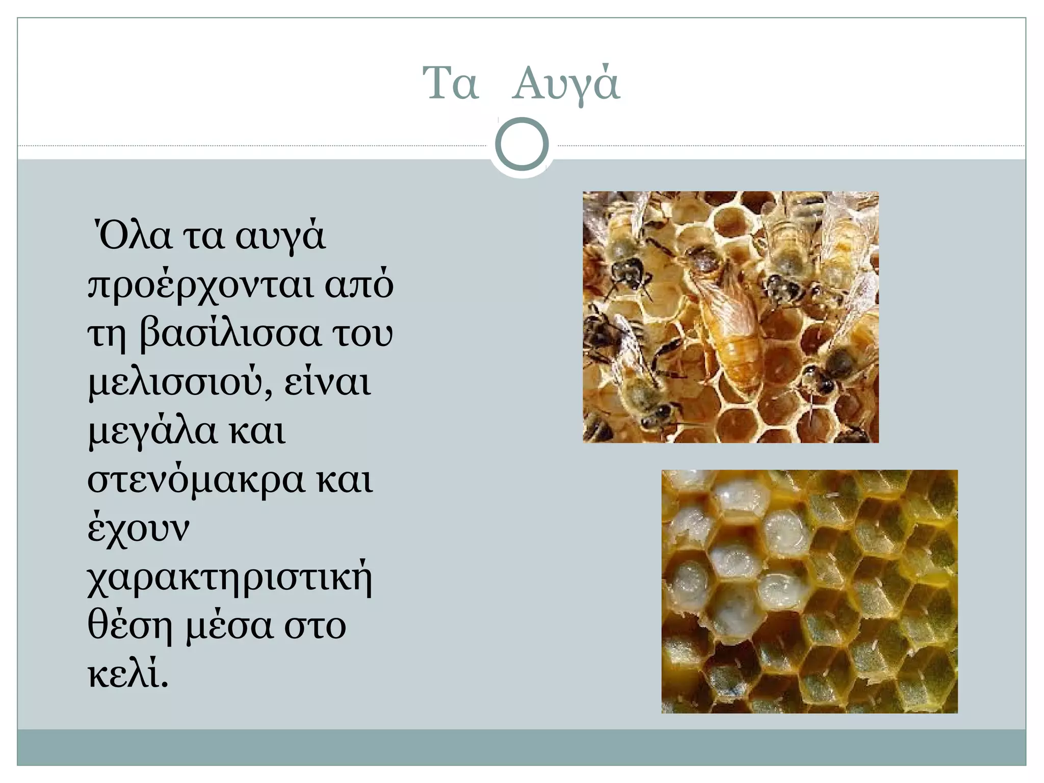Κοιμήσου με τη ζάχαρη και ξύπνα με το μέλι! | PPT