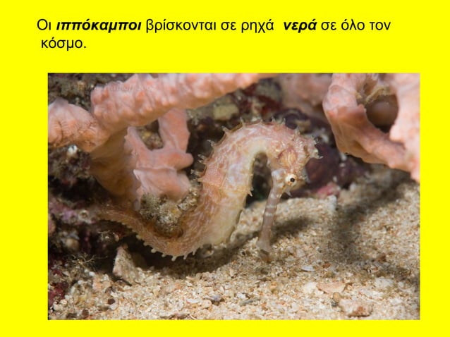 ο μοναδικός ιππόκαμπος | PPT