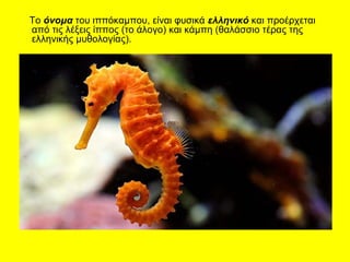 ο μοναδικός ιππόκαμπος | PPT
