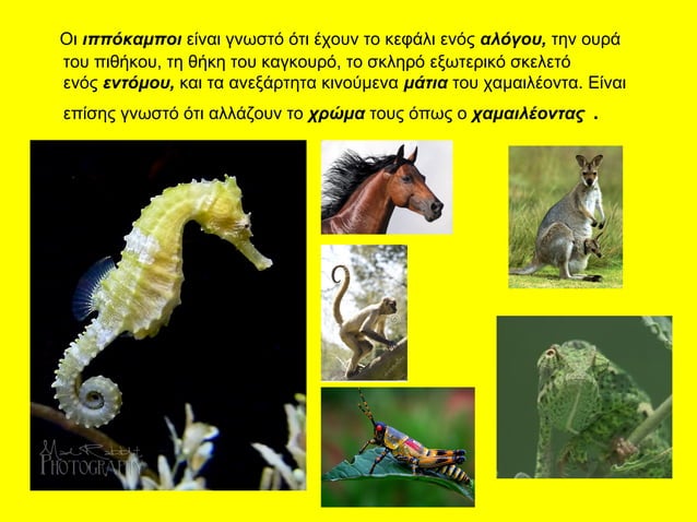 ο μοναδικός ιππόκαμπος | PPT