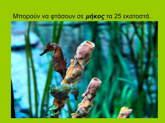 ο μοναδικός ιππόκαμπος | PPT