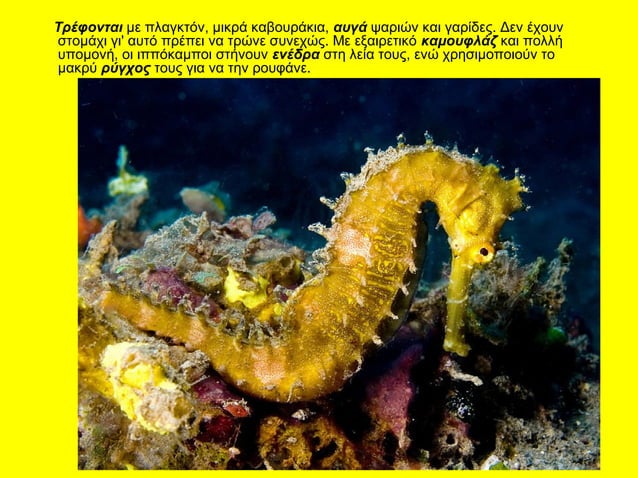 ο μοναδικός ιππόκαμπος | PPT