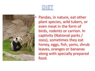 Panda | PPT