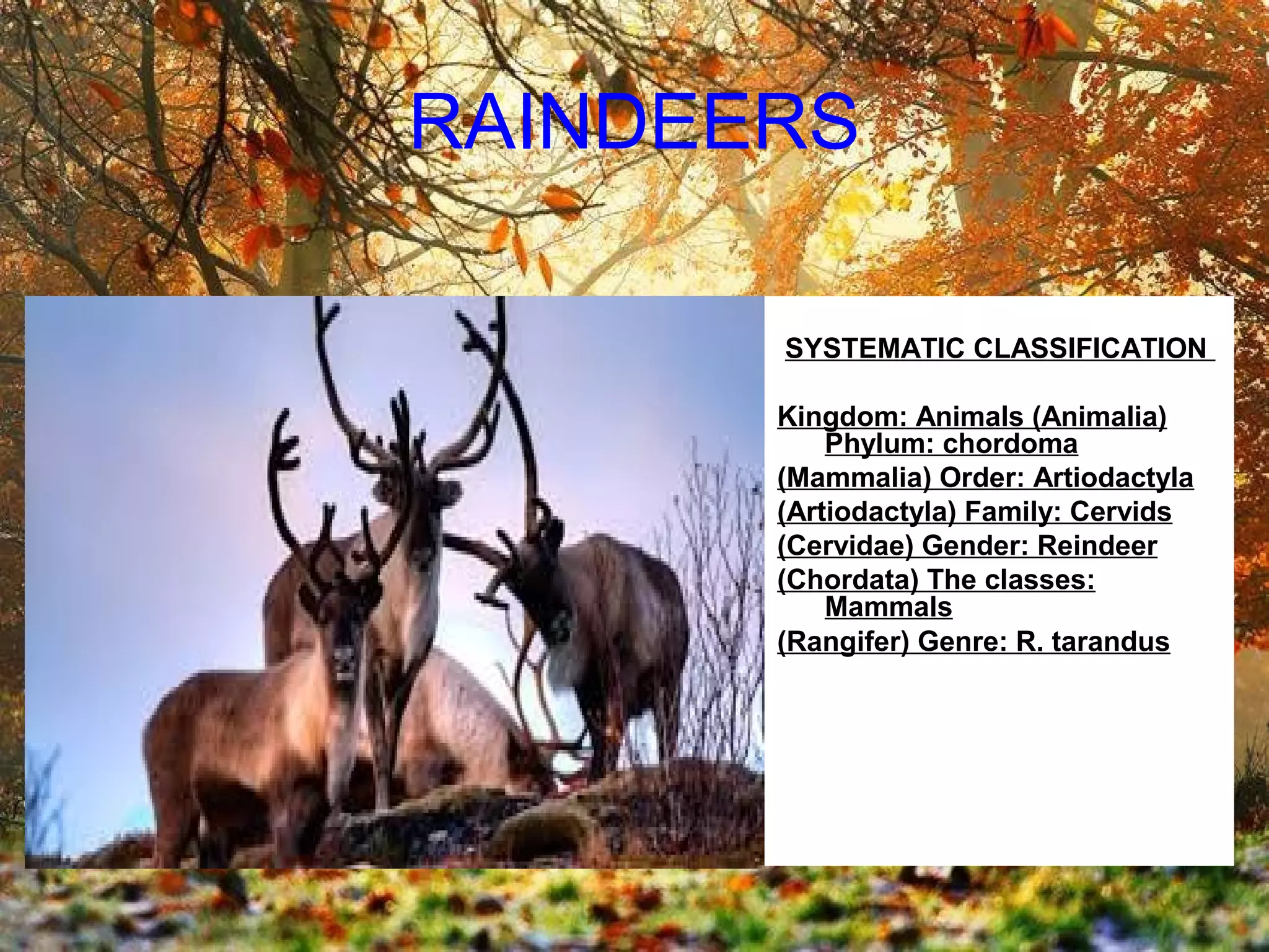 Raindeer | PPT
