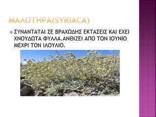 ενδημικα φυτα μεσσαρας | PPT