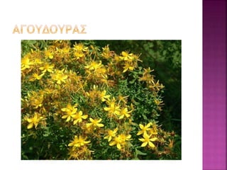 ενδημικα φυτα μεσσαρας | PPTX