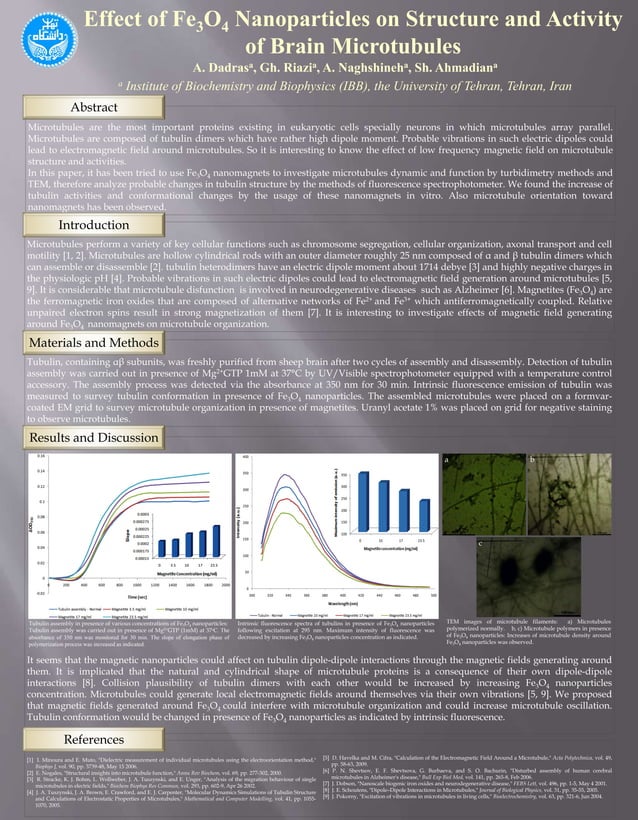 Effect of Fe3O4 Nanoparticles on Structure and Activity of Brain ...