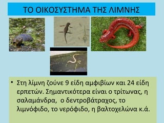 Η ΛΙΜΝΗ ΠΑΜΒΩΤΙΔΑ: ΠΑΡΟΥΣΙΑΣΗ ΤΟΥ ΠΡΟΓΡΑΜΜΑΤΟΣ | PPT