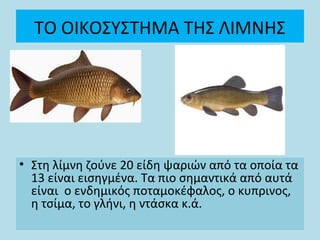 Η ΛΙΜΝΗ ΠΑΜΒΩΤΙΔΑ: ΠΑΡΟΥΣΙΑΣΗ ΤΟΥ ΠΡΟΓΡΑΜΜΑΤΟΣ | PPT