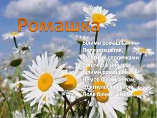 Romashka | PPTX