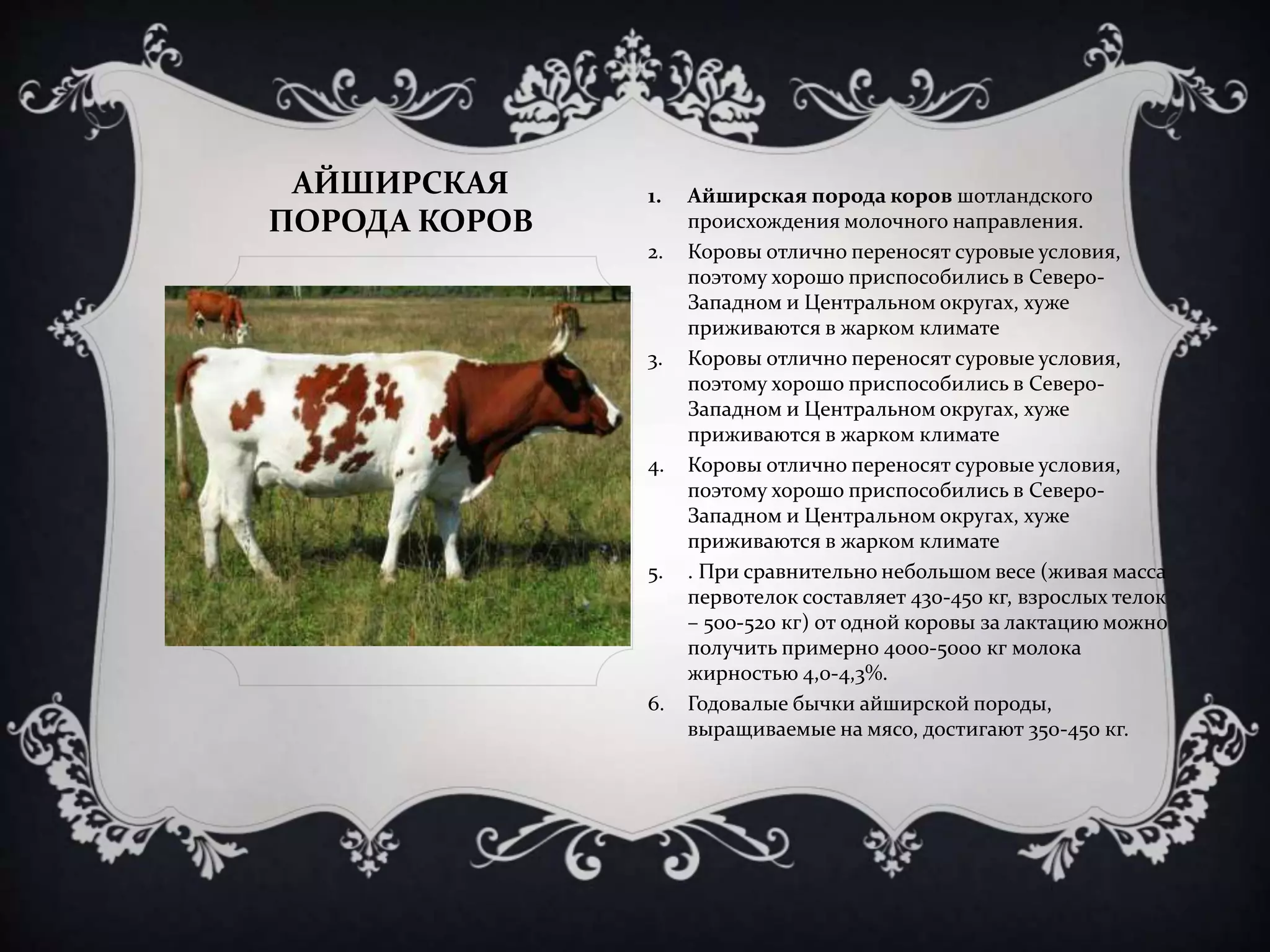 Породи корів | PPTX