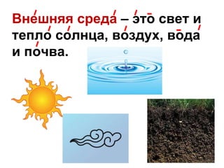 внешняя среда и условия жизни растений и животных | PPT