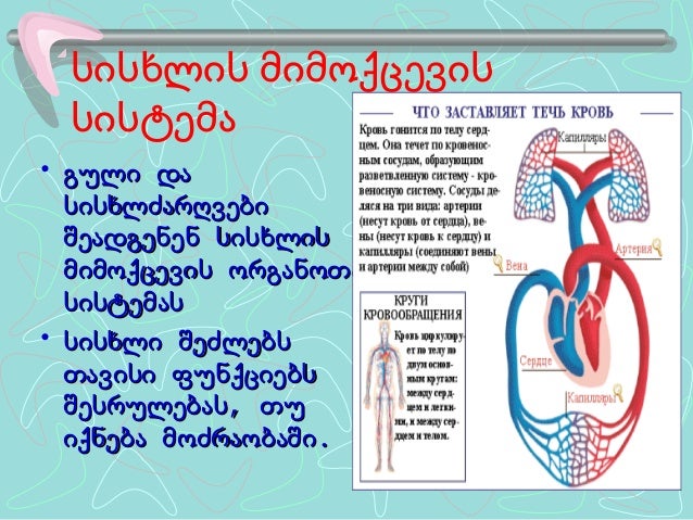 სისხლისა და ლიმფის მიმოქცევის სისტემა