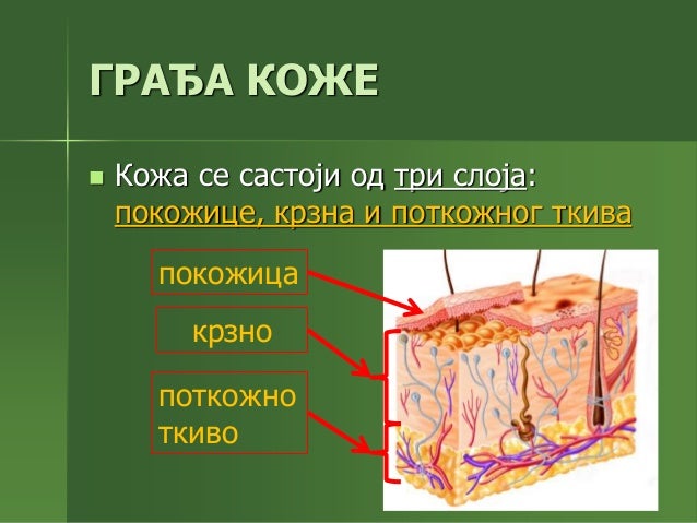 кожни систем човека