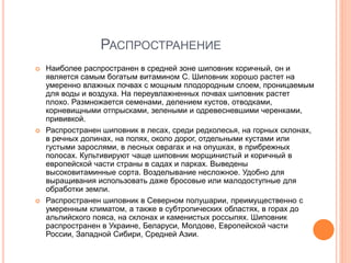 шиповник | PPT