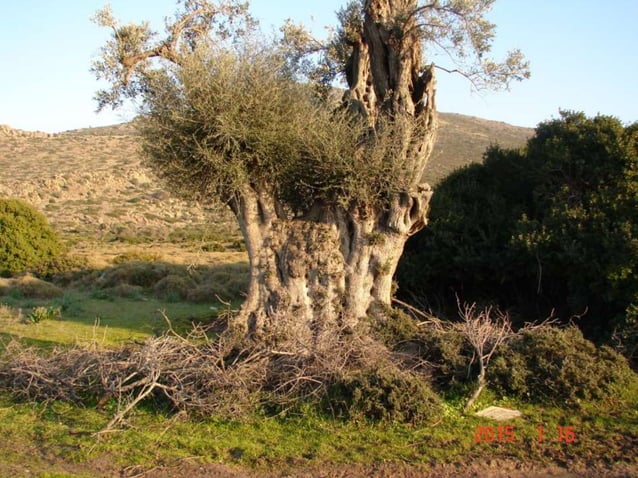 αρχαιος ελαιωνας αιγινας | PPTX