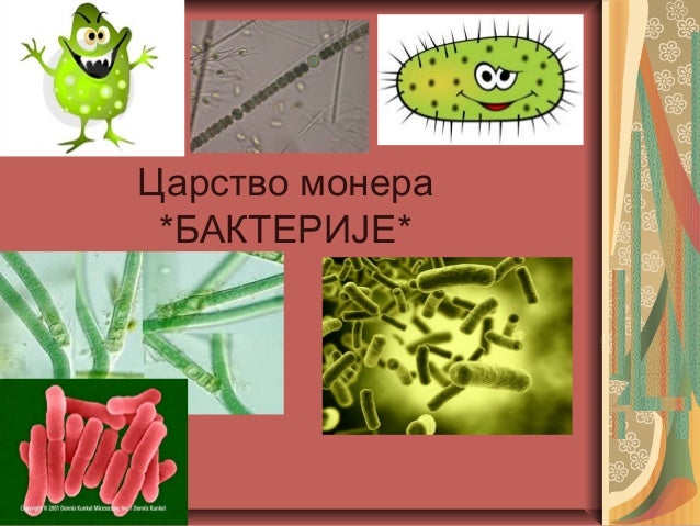 царство монера