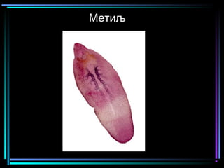 пљоснати црви | PPT