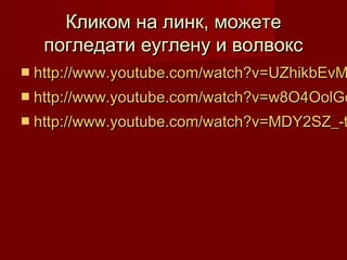 бичари и трепљари | PPT