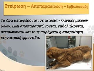 Αδέσποτα ζώα | PPTX