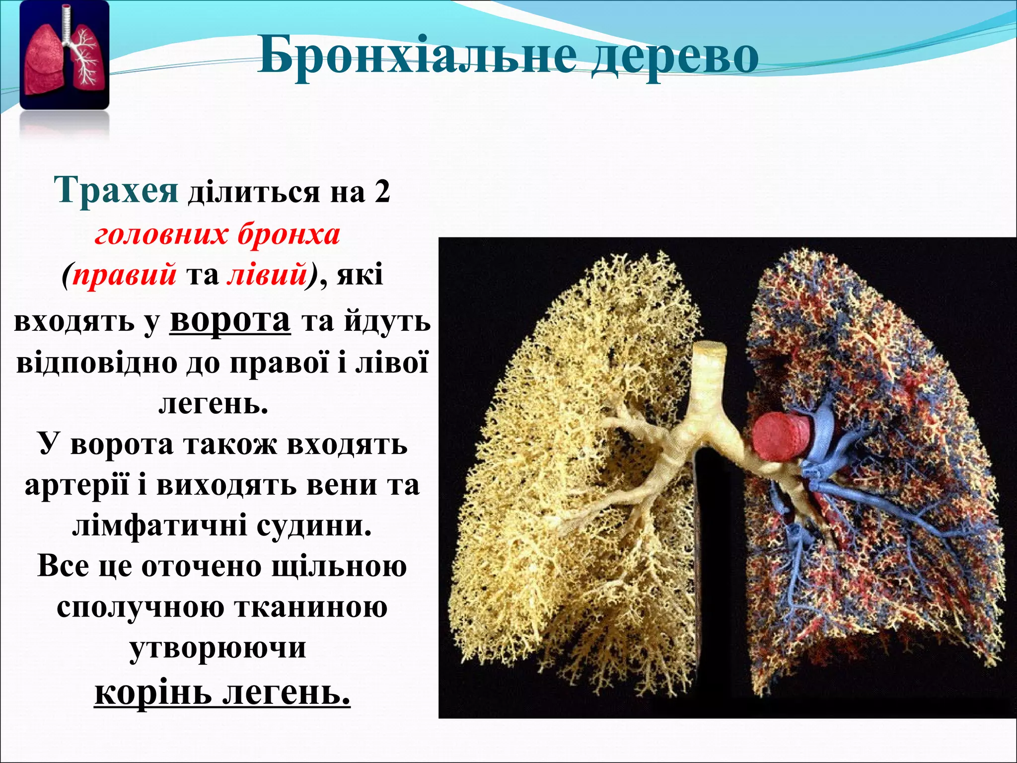 Respiratory System / Дихальна система | PPT