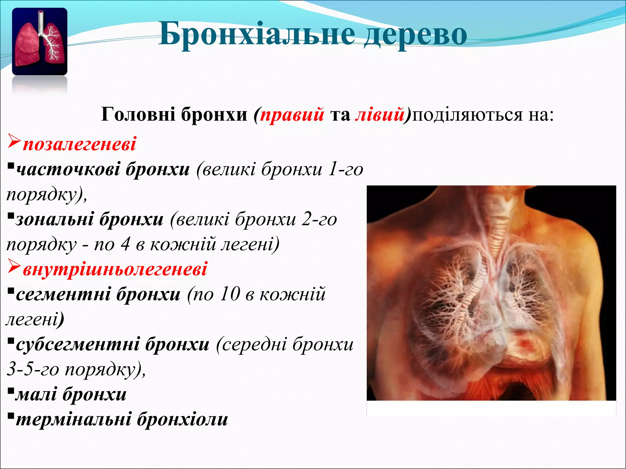Respiratory System / Дихальна система | PPT