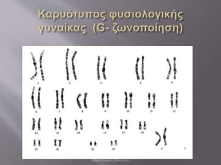 Καρυοτύπιση - karyotype | PPTX