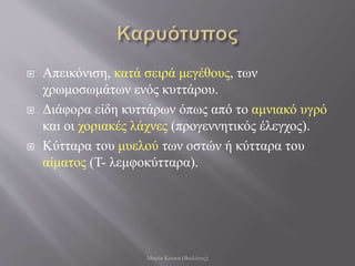 Καρυοτύπιση - karyotype | PPT