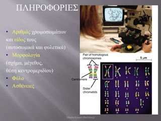 Καρυοτύπιση - karyotype | PPT