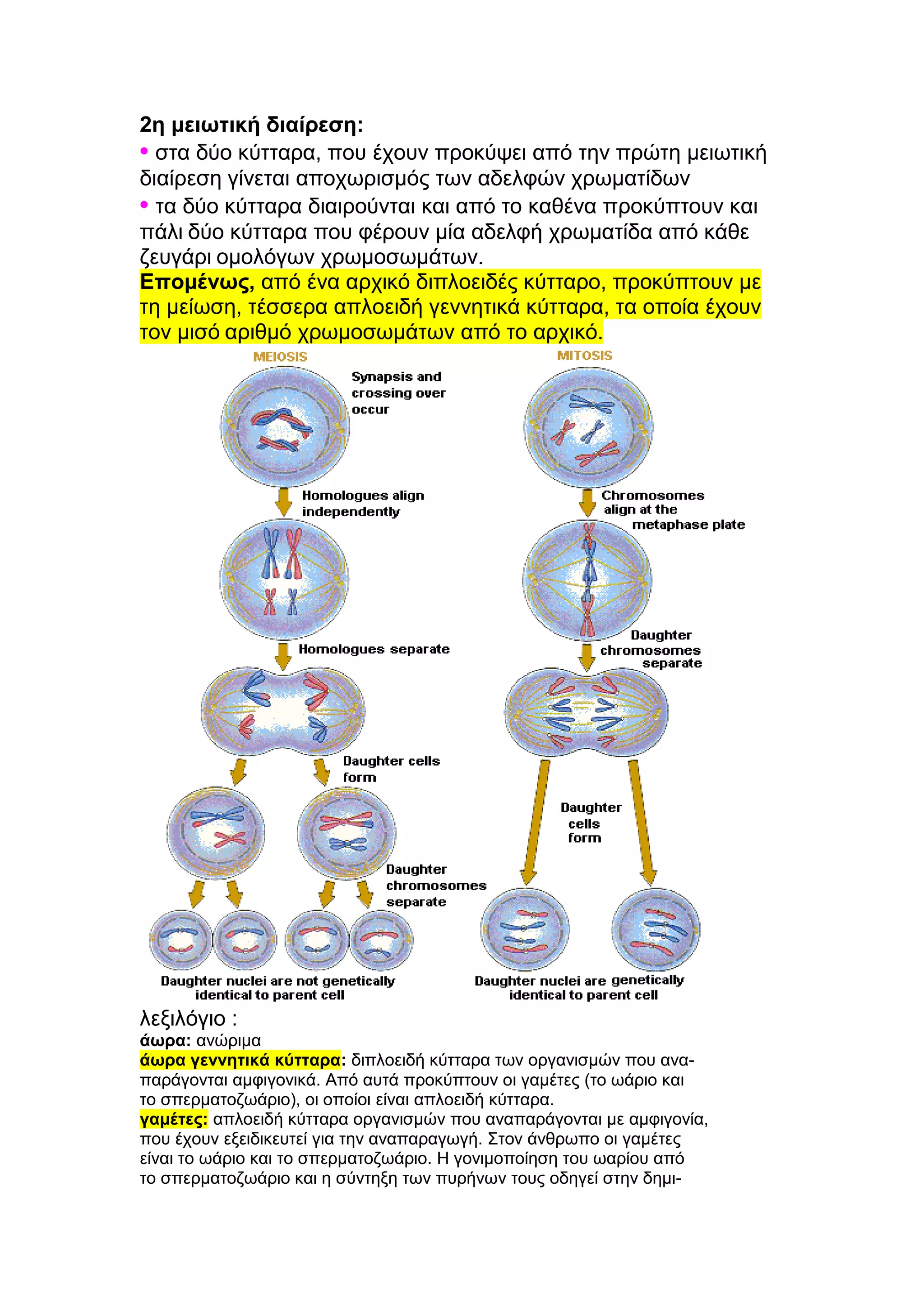 μιτωση μειωση βιολογια γ γυμνασιου | PDF